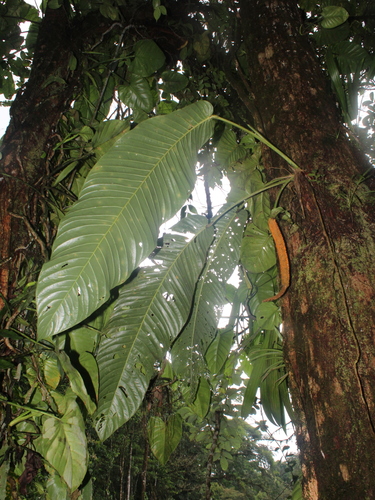 Anthurium spectabile · NaturaLista Colombia