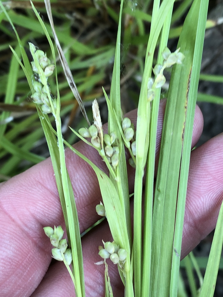 eastern woodland sedge from Cedar Hill Rd, Duncanville, TX, US on May ...