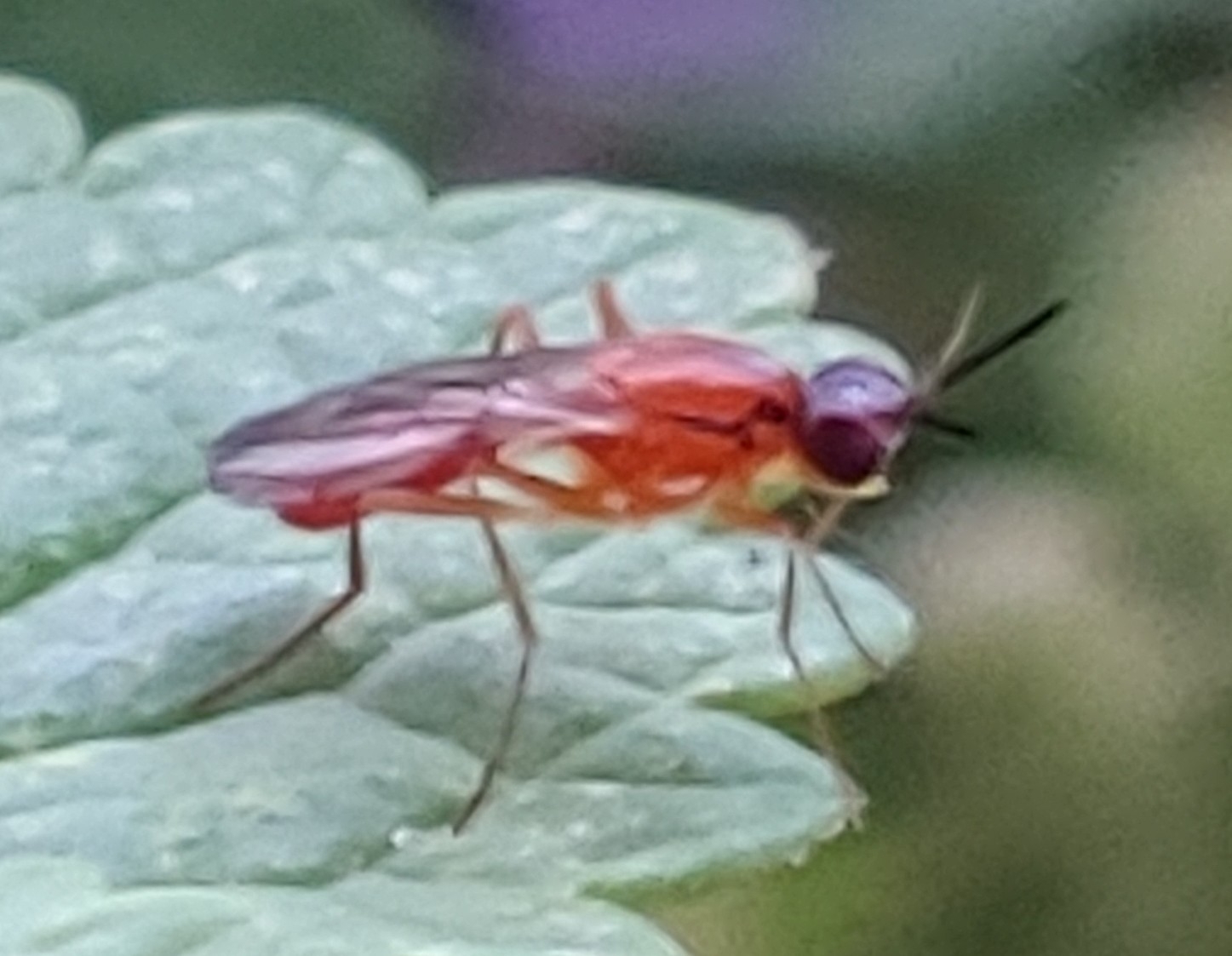 Psilidae