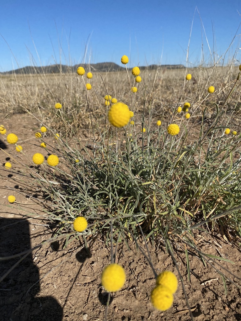 Pycnosorus globosus (Plants for Nature Strip planting in Darebin ...
