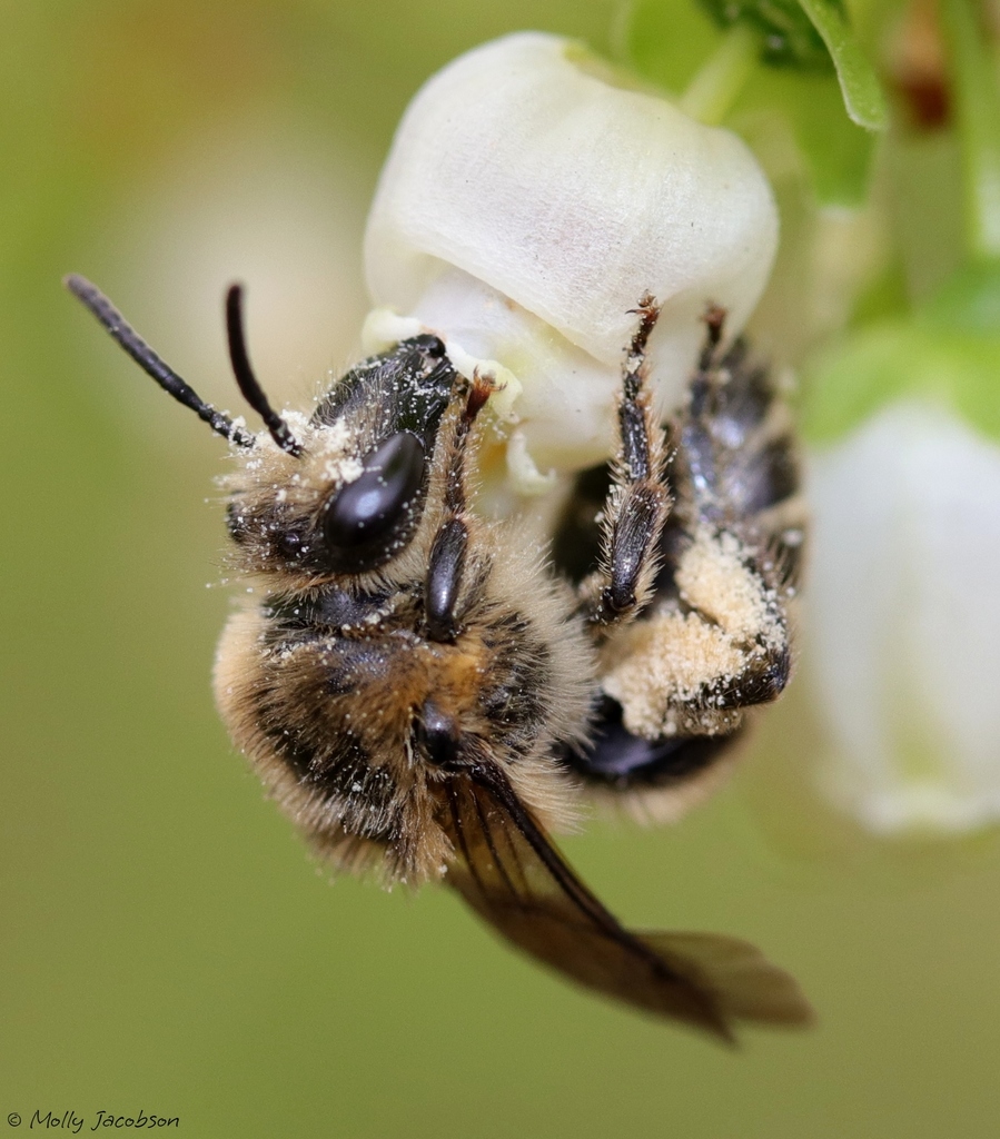 Blueberry Cellophane Bee from Wildcat Falls Conservation Area on May 15 ...