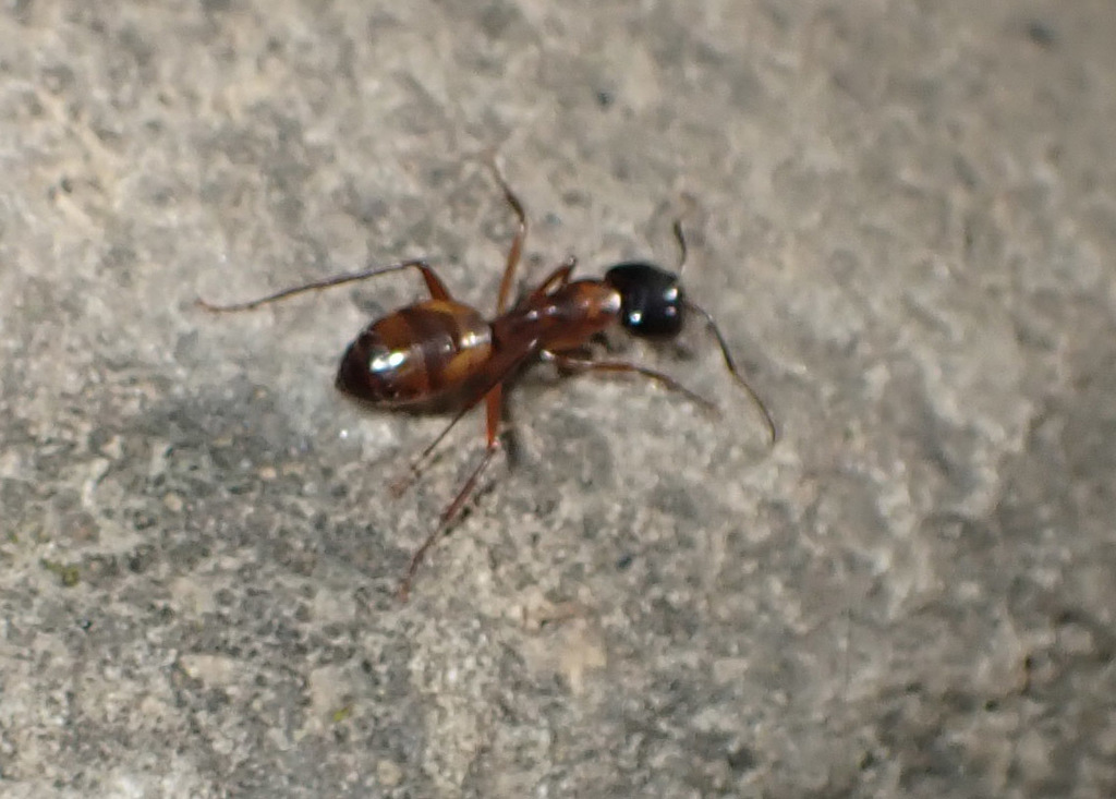 American Carpenter Ant from Greene County, OH, USA on May 13, 2022 at ...