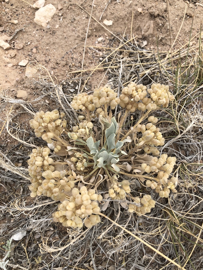 Double Bladderpod from 200–498 W Boundary St, Duchesne, UT, US on June ...
