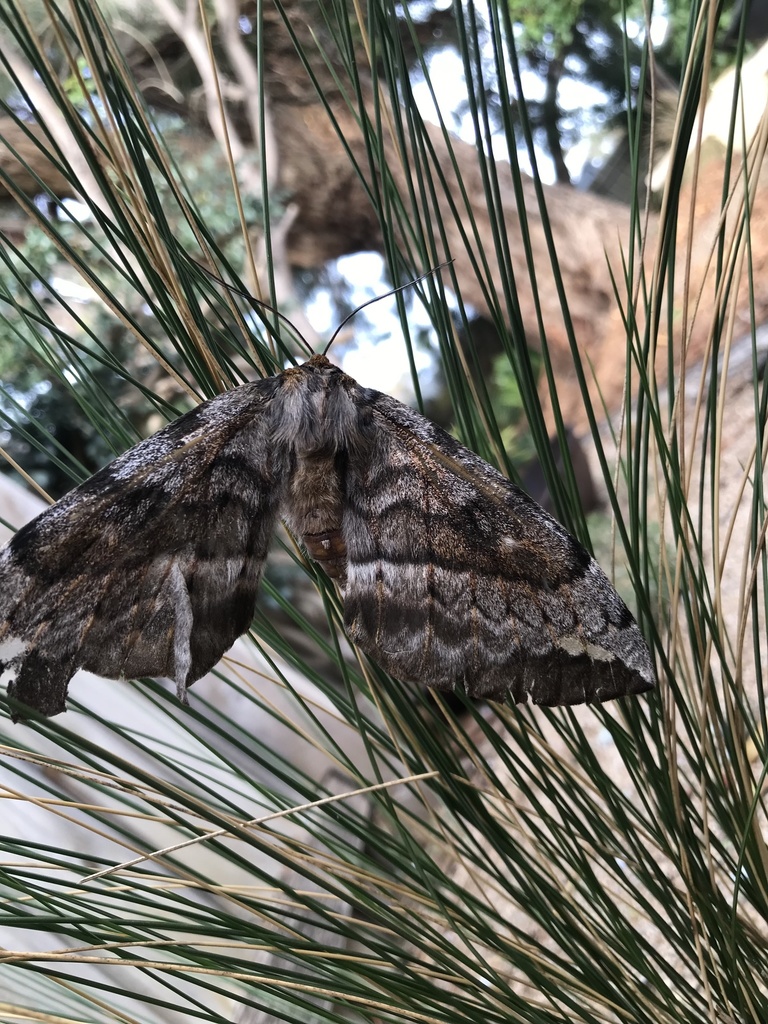 Batwing Moth from Rainier Ave, Dromana, VIC, AU on May 17, 2022 at 09: ...