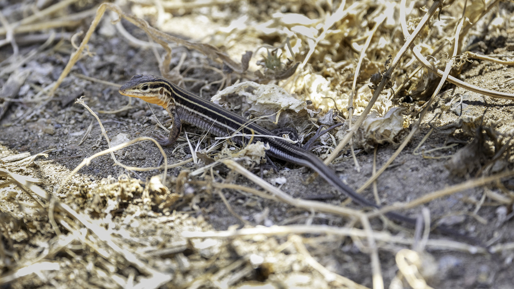 Orange-throated Whiptail from San Diego, CA, USA on May 16, 2022 at 01: ...