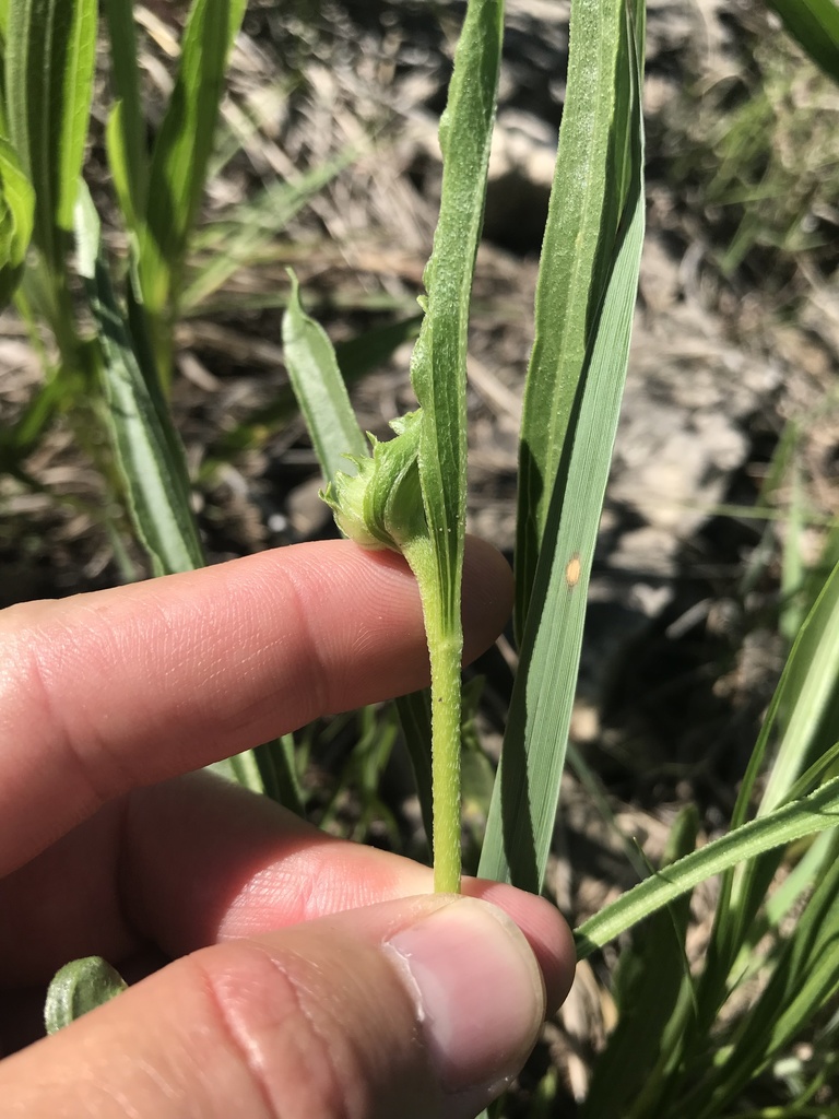 Echinacea paradoxa paradoxa from Branson, MO, US on May 16, 2022 at 03: ...
