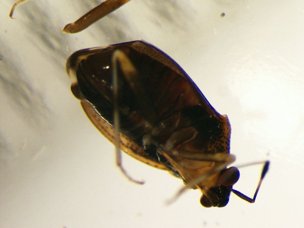 Deraeocoris maoricus from Hokio Beach, New Zealand on January 25, 2022 ...