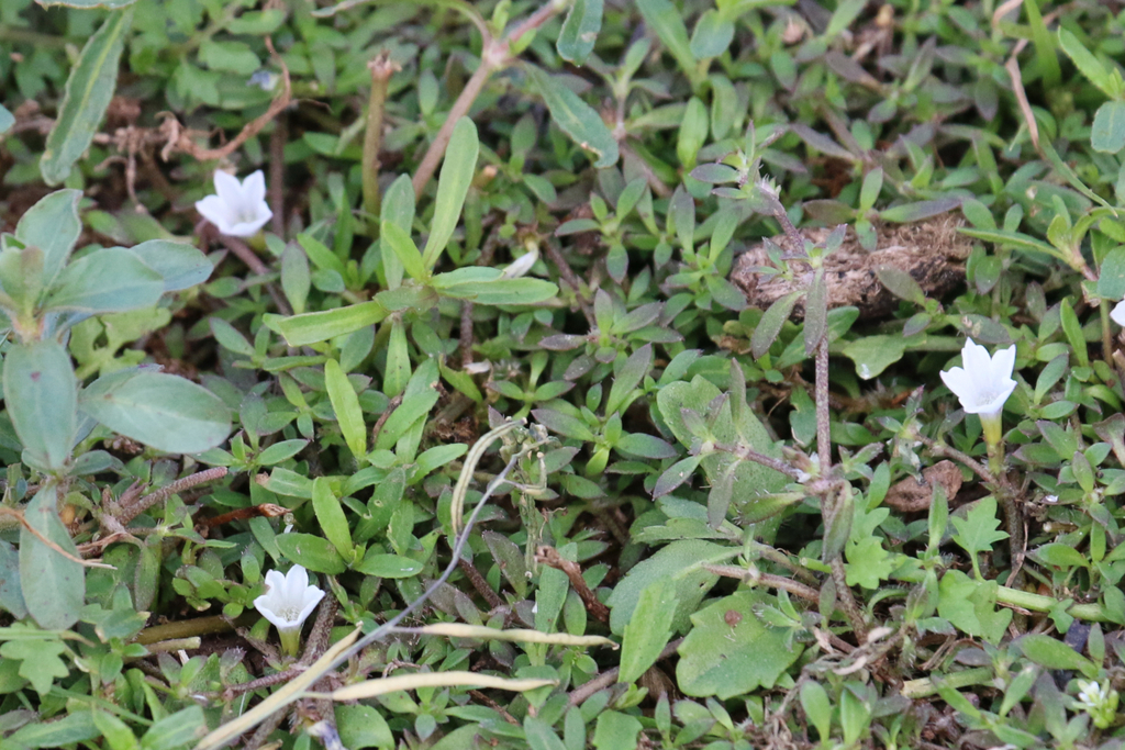 Creeping Dentella from Lake Nuga Nuga, Arcadia Valley QLD 4702 ...