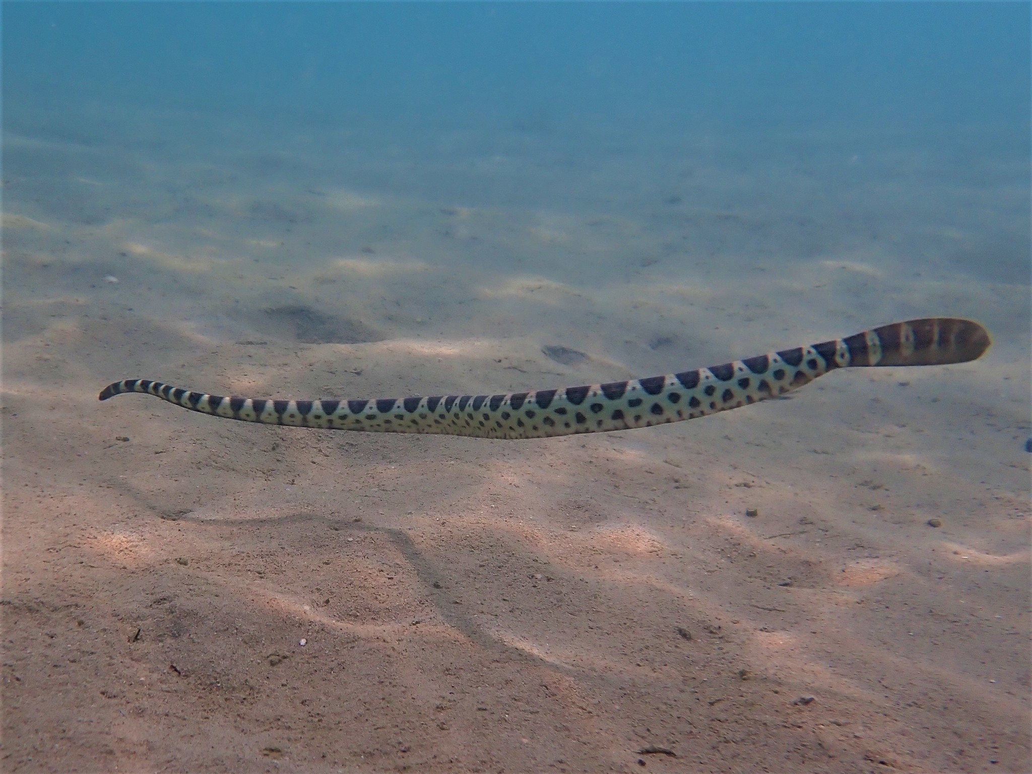 Sea Snakes In Florida