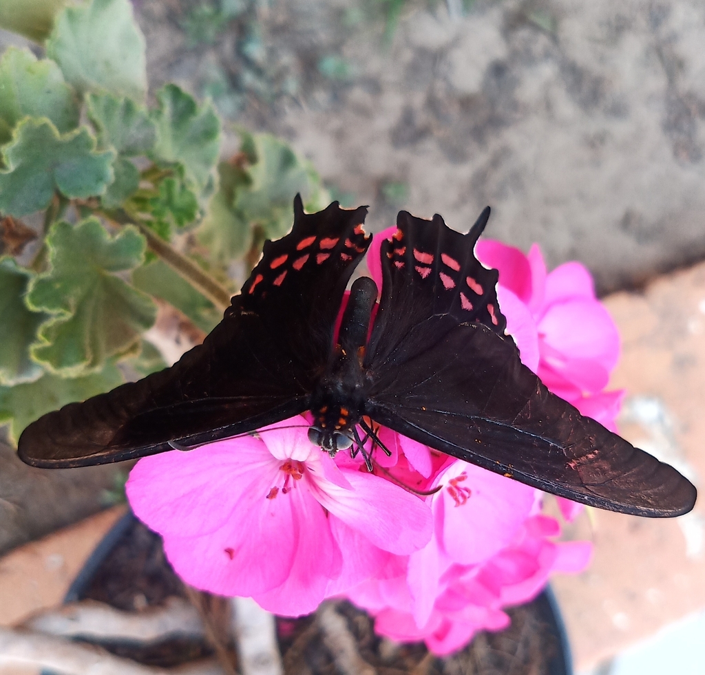 pink-spotted swallowtail from 49607 Zapotiltic, Jal., México on May 7 ...