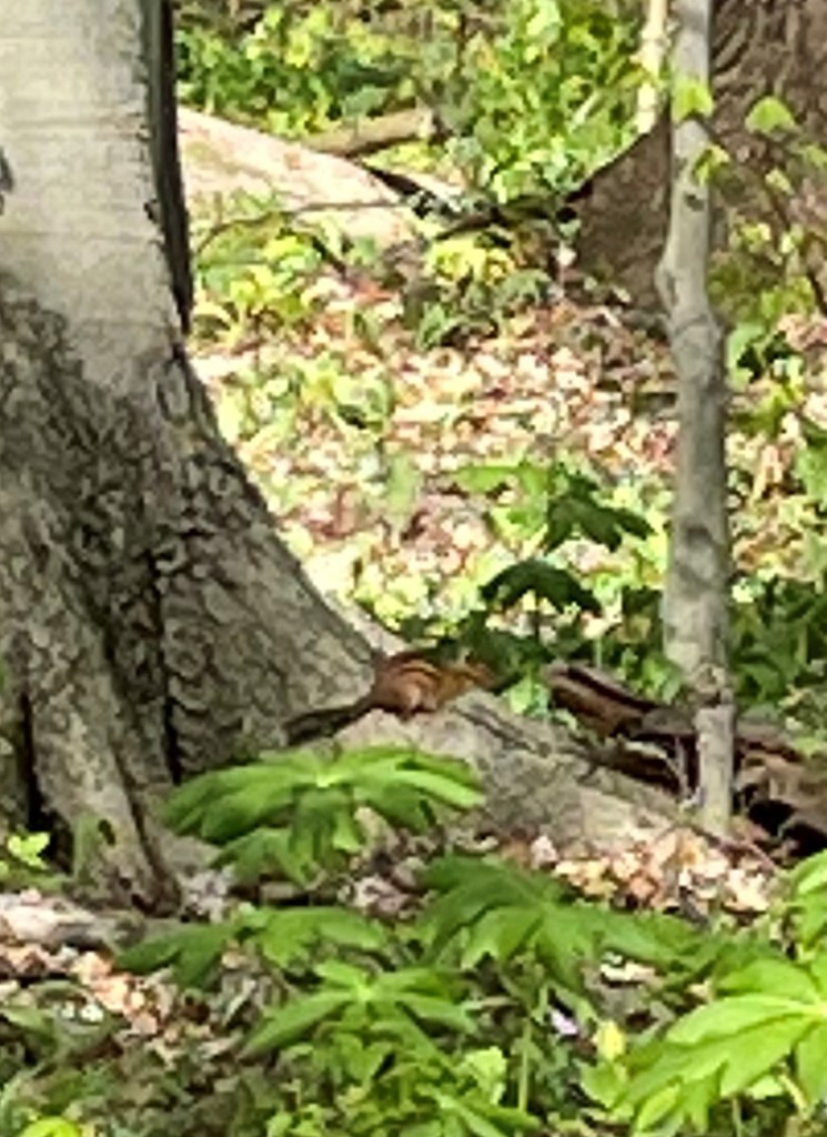 Eastern Chipmunk from Hudson, OH, USA on May 11, 2022 at 04:31 PM by ...