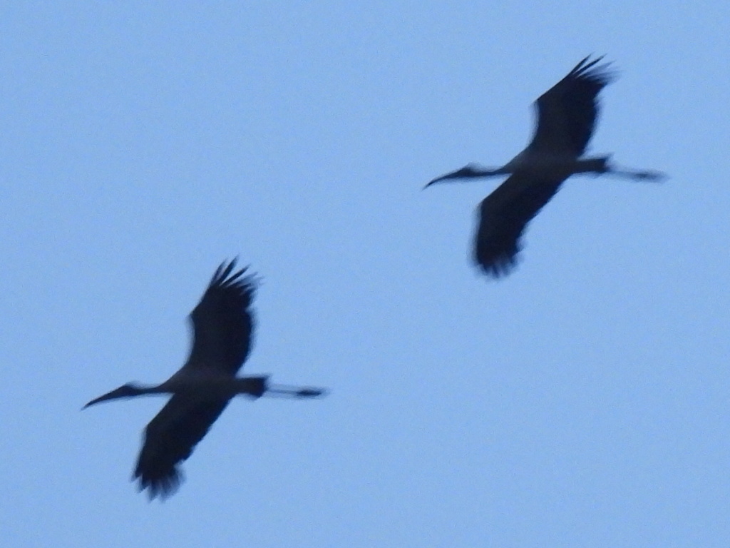 Wood Stork from El Franco Lee Park, Houston, TX 77089, USA on May 10 ...