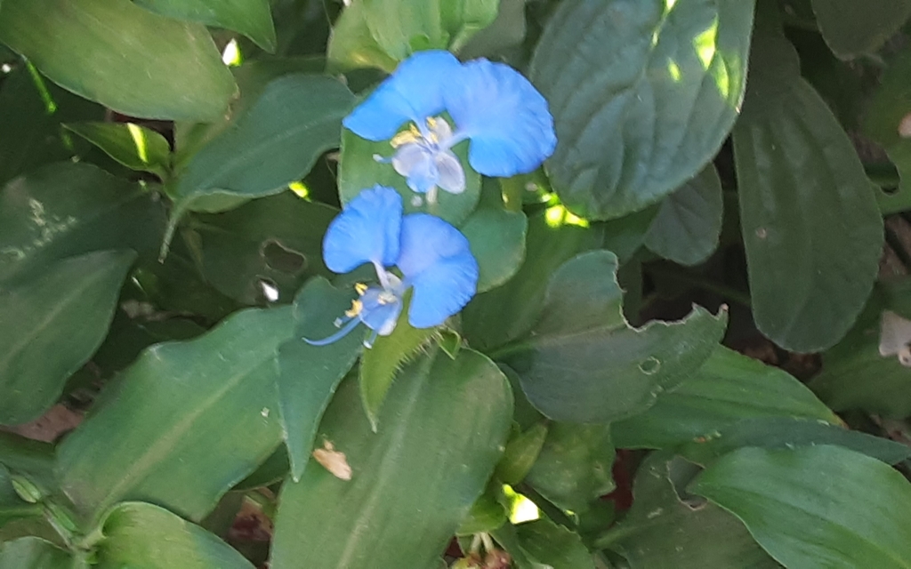 tropical spiderwort from Stirling, AU-WA, AU on May 17, 2022 at 12:04 ...