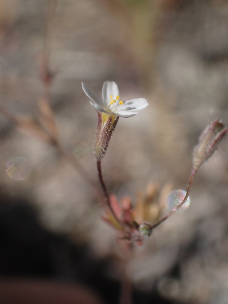 Leptosiphon pygmaeus continentalis from San Diego County, Cleveland ...