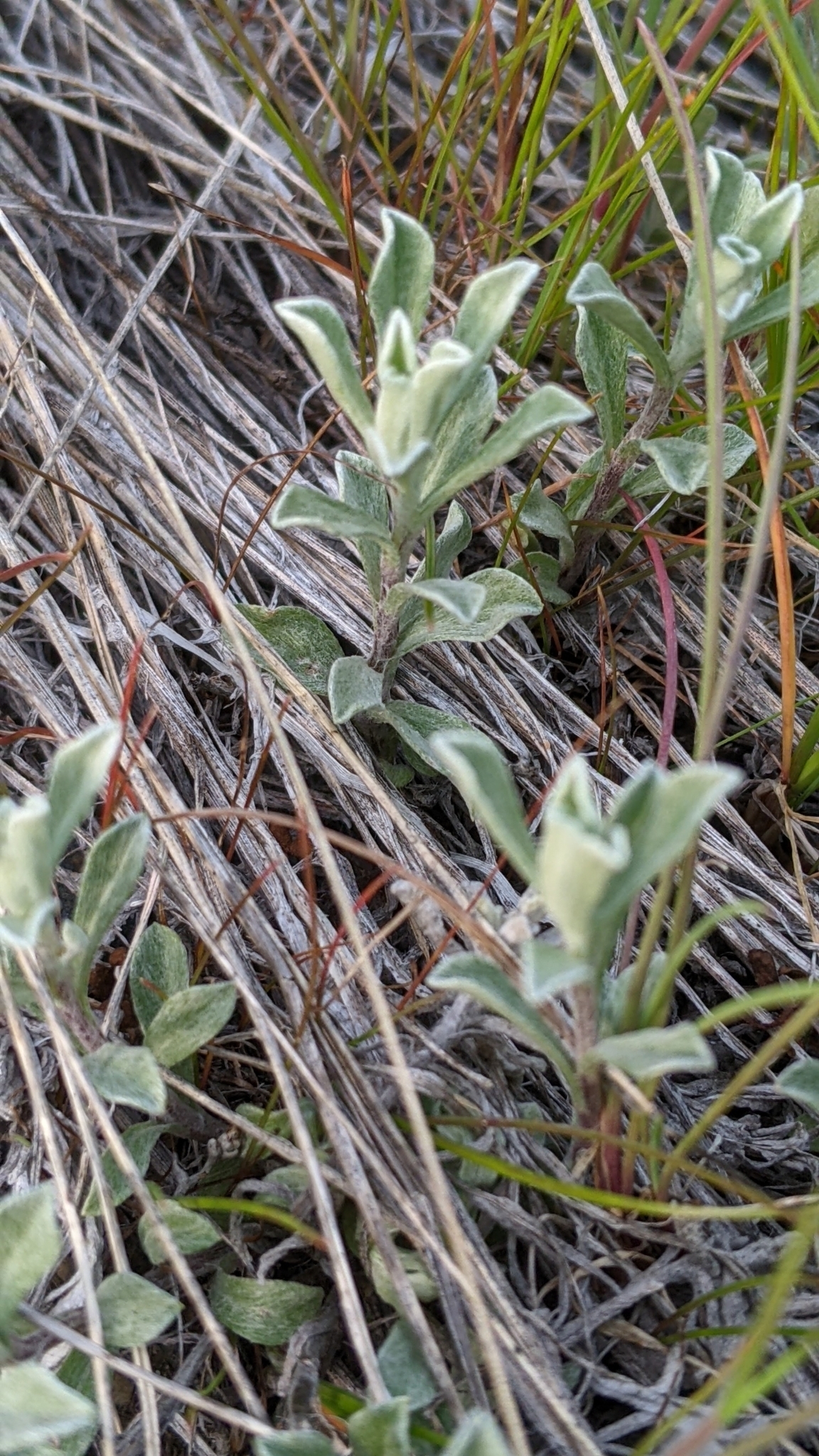 Antennaria umbrinella Rydb.