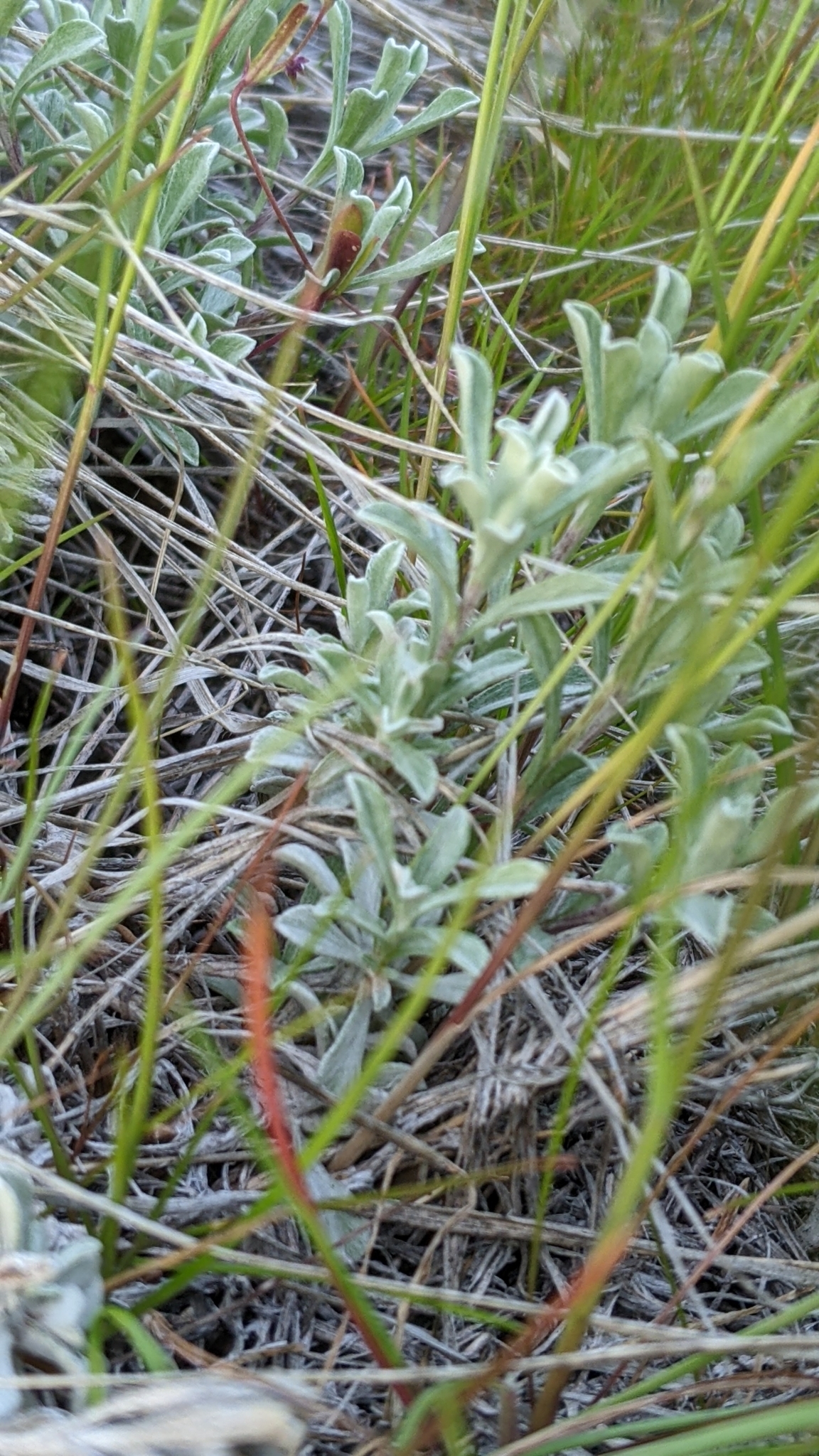 Antennaria umbrinella Rydb.