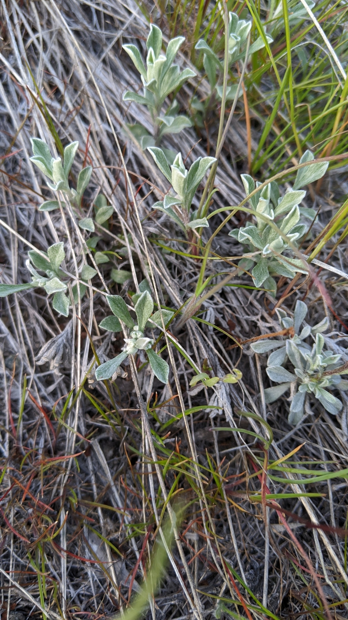 Antennaria umbrinella Rydb.
