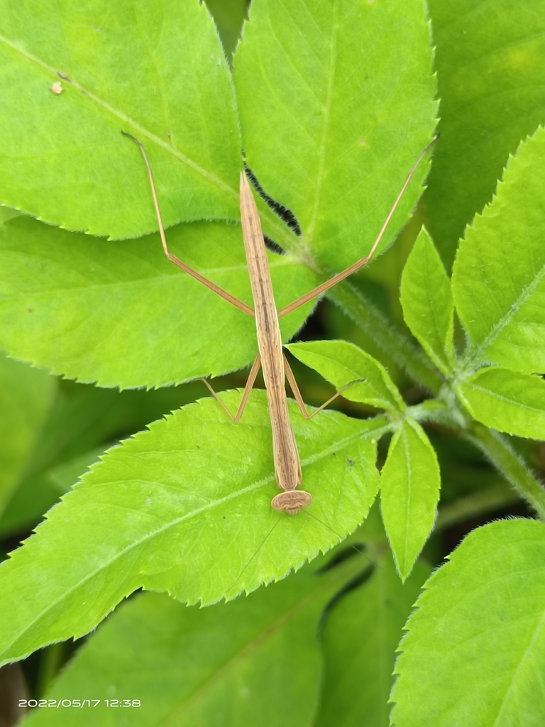 Japanese Giant Mantis from 福州山公園 on May 17, 2022 at 12:38 PM by sandy ...