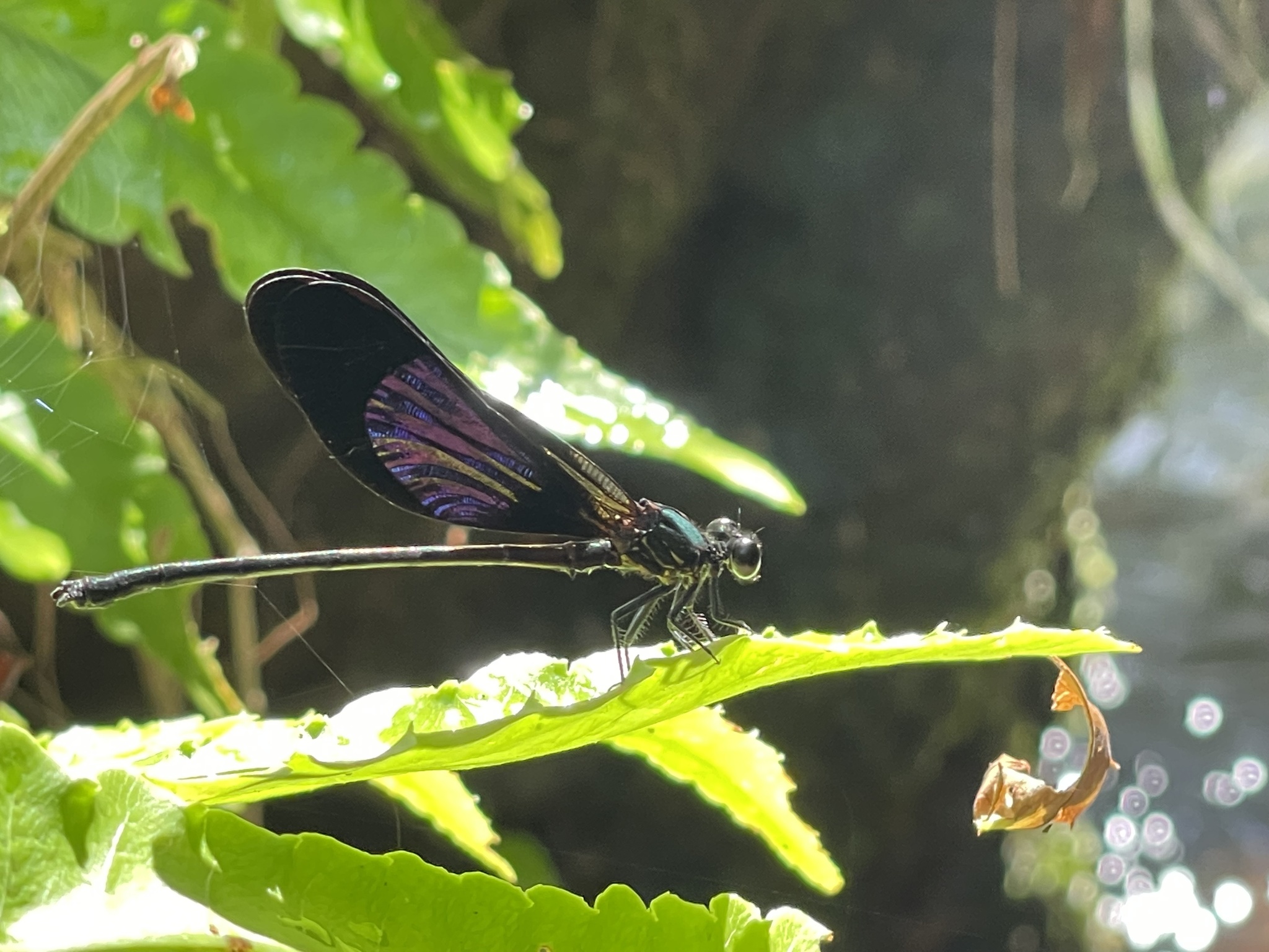 Euphaea variegata Rambur, 1842