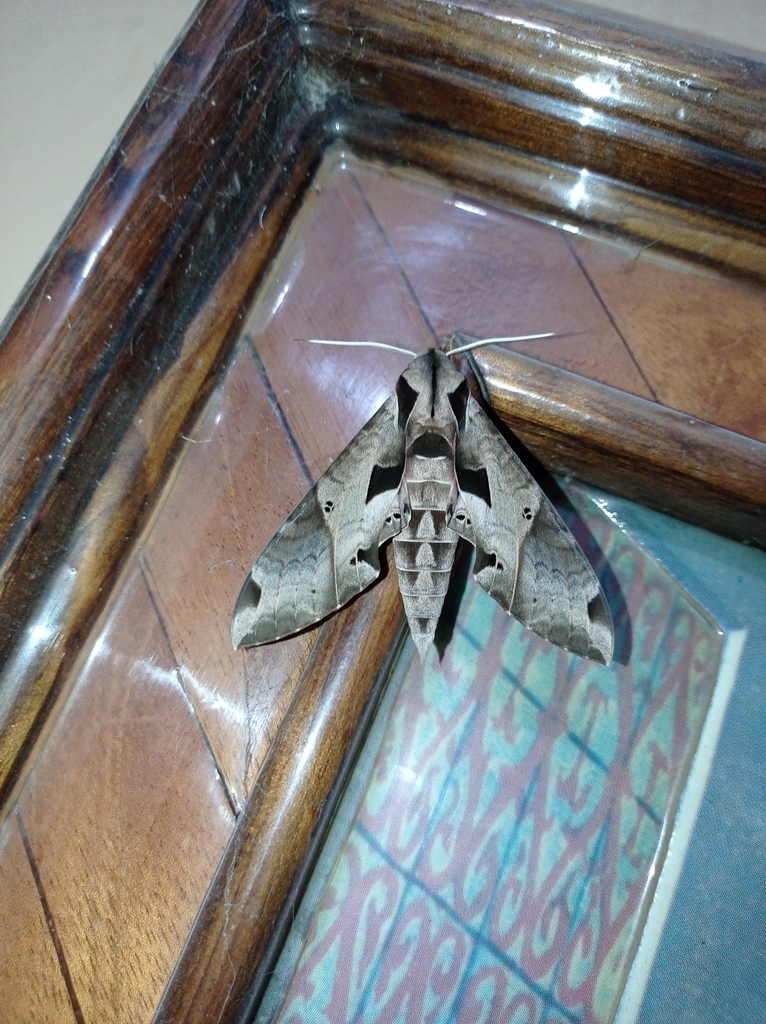 Satellite Sphinx from Antonio Ortiz Mena, Pánuco, Ver., México on May ...