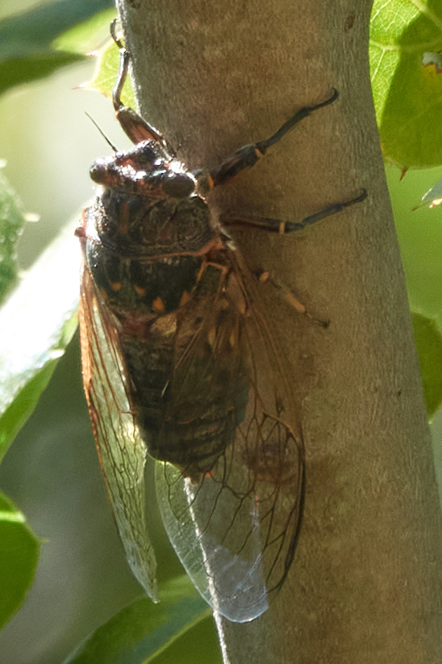 Okanagana Distant, 1905