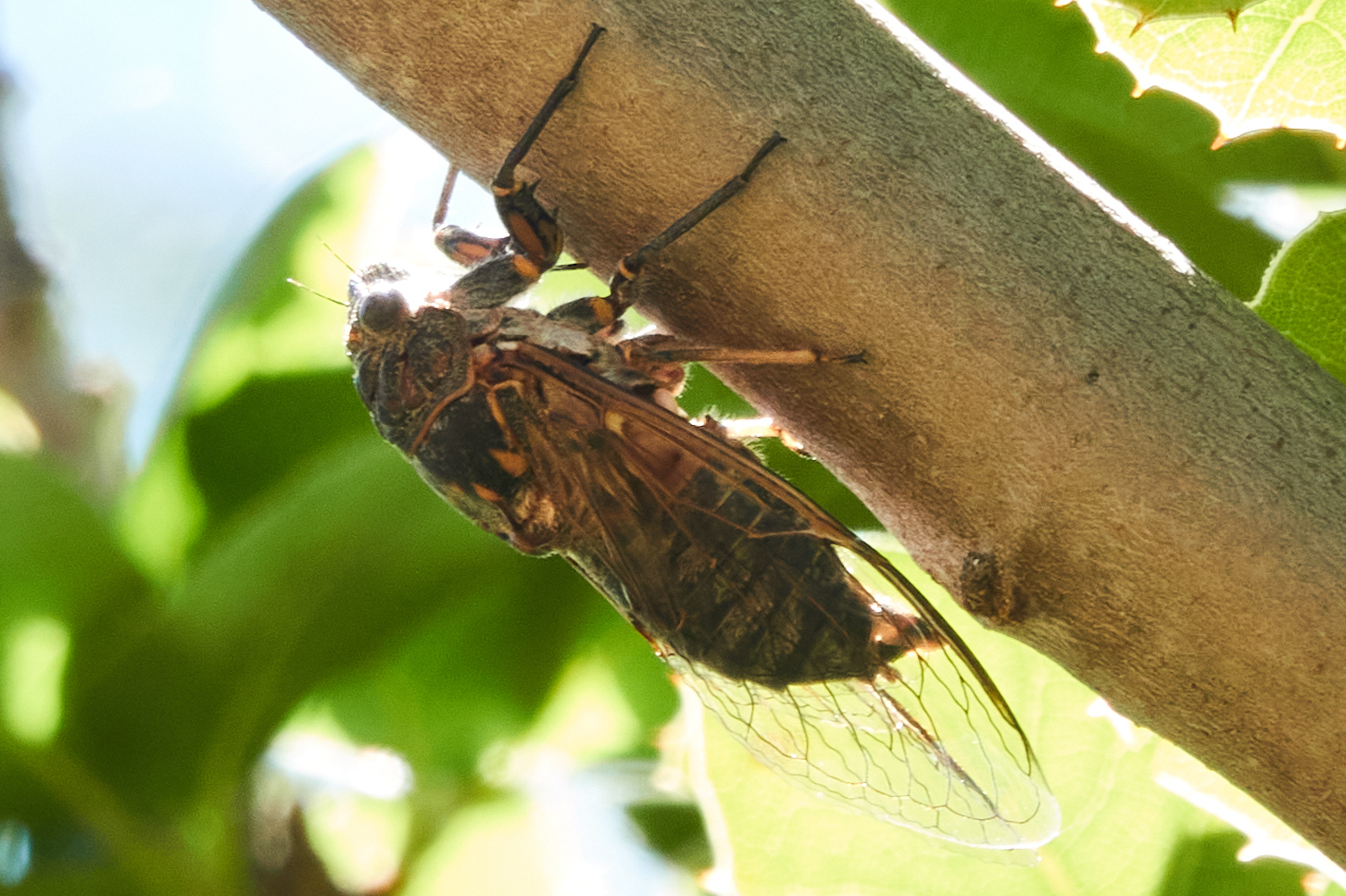 Okanagana Distant, 1905