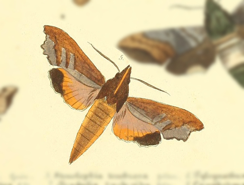 Aleuron prominens · iNaturalist United Kingdom