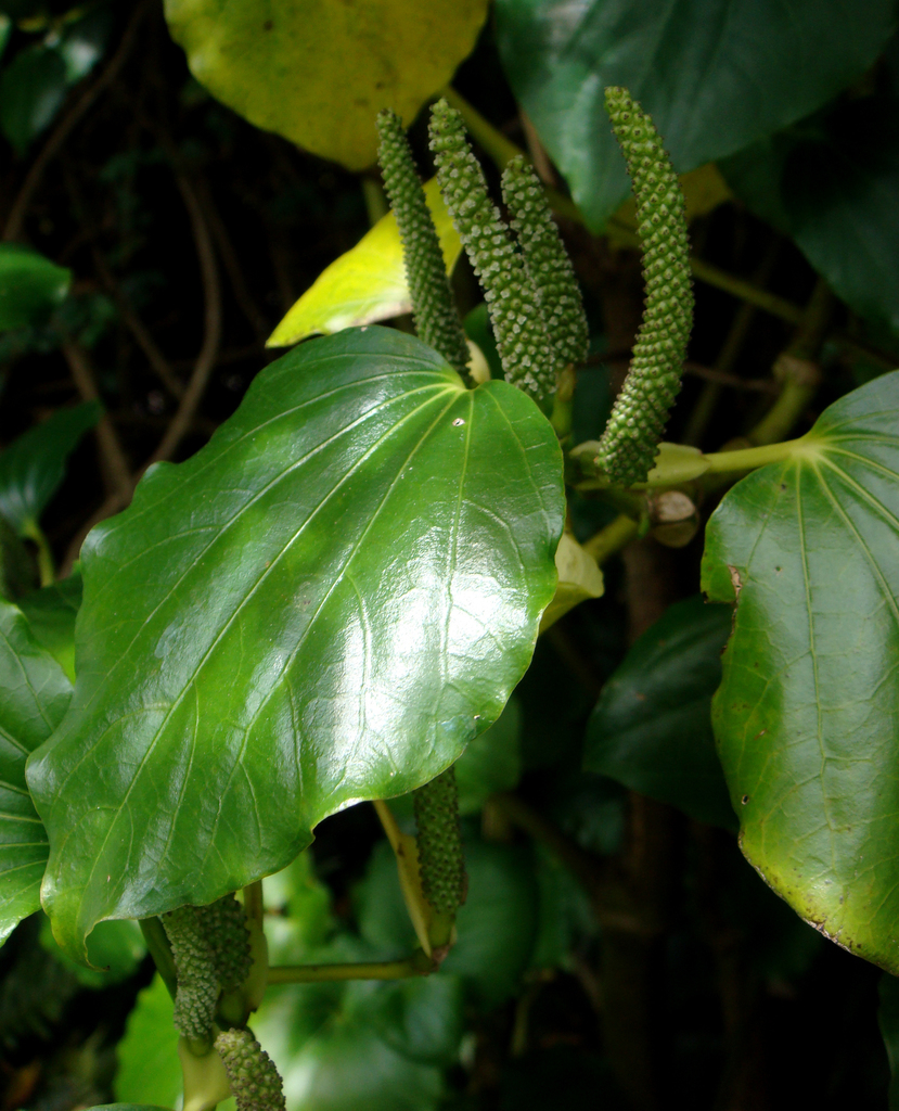(Piper psittacorum) - Botanical Realm