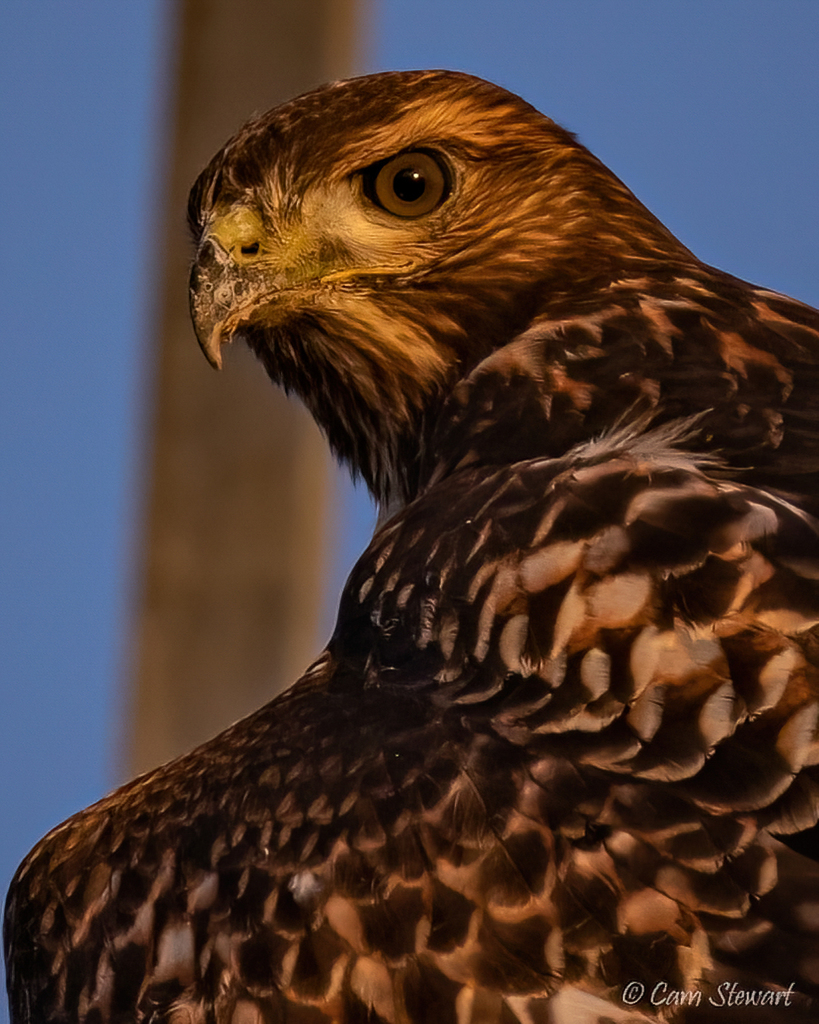 Red-tailed Hawk from Imperial County, CA, USA on May 13, 2022 at 07:11 ...