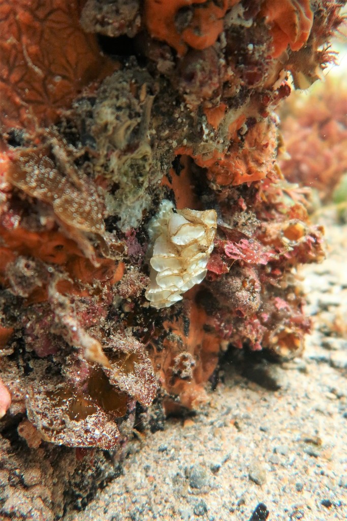 Australian Horse Conch from 5-7 Edith St, Edithburgh SA 5583, Australia ...