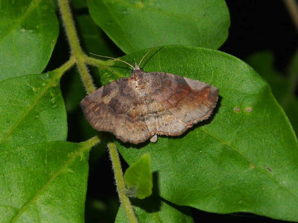 Pangrapta from Lin Fa Tei, Hong Kong on October 21, 2021 at 10:42 PM by ...