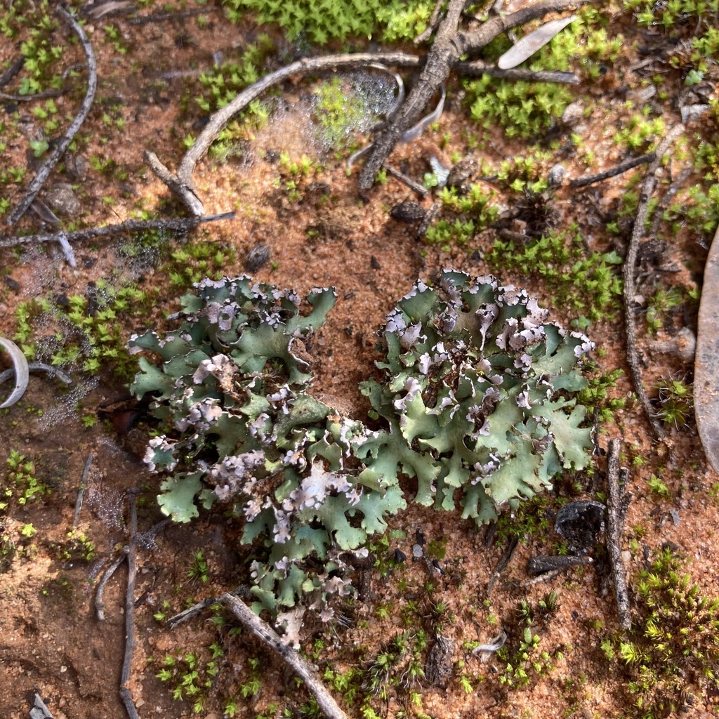 spindles and structured lichens in May 2022 by cinclosoma. Soil ...