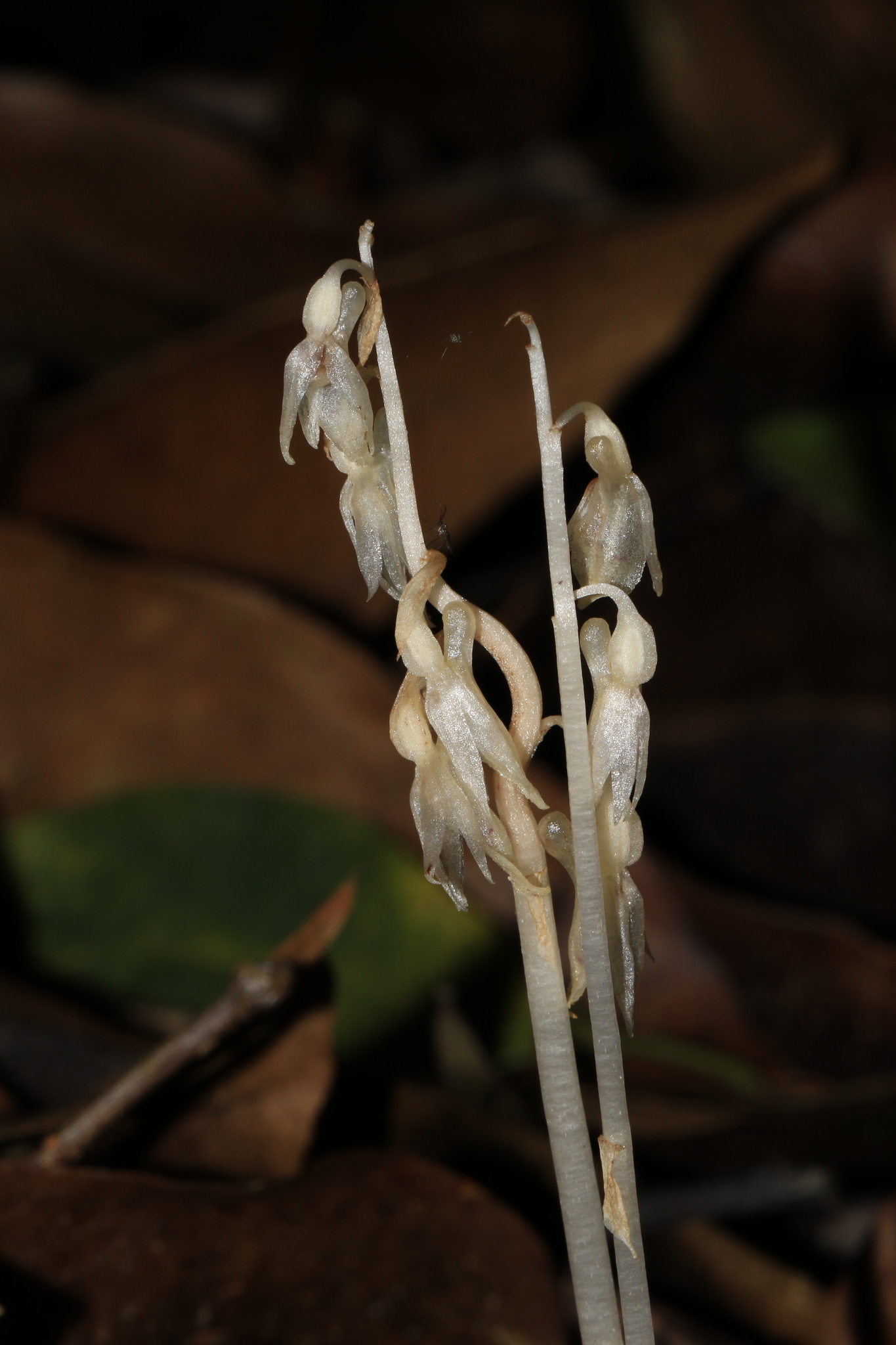 Epipogium roseum (D.Don) Lindl.