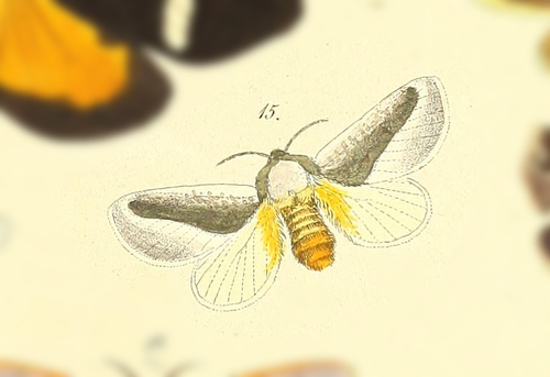 Latoia nivosa · iNaturalist