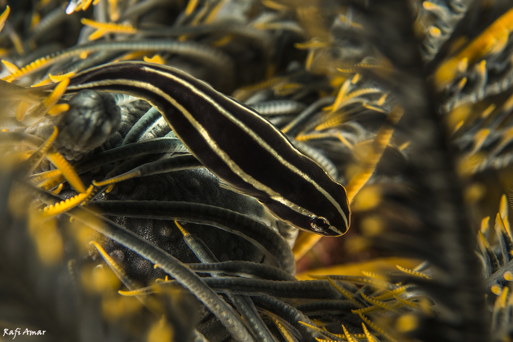 Crinoid Clingfish from סבו סיטי, סבו, הפיליפינים on March 12, 2014 at ...