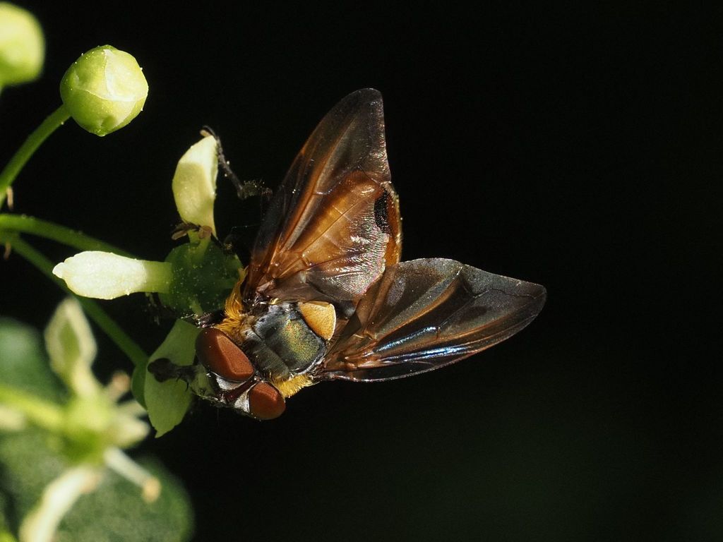Phasia hemiptera from Mödling, Niederösterreich, Austria on May 16 ...