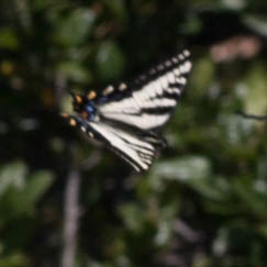 Pale Swallowtail from Las Trampas Regional Wilderness, Contra Costa ...