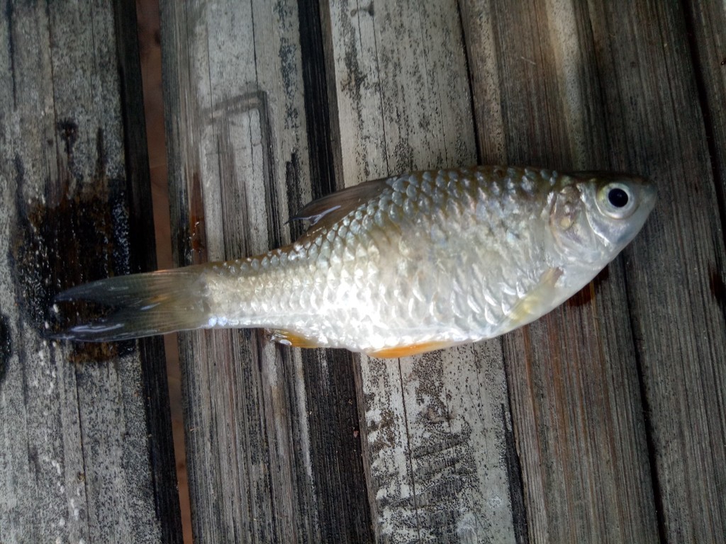 Swamp Barb (Puntius brevis) - Marine Life Identification