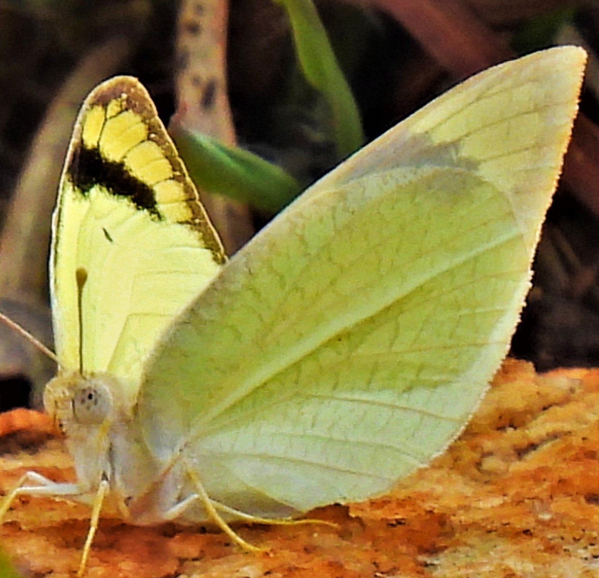 Teracolus subfasciatus Swainson, 1833