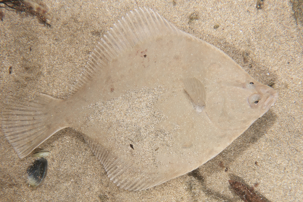 Sand flounder from Matapouri, New Zealand on May 14, 2022 at 05:06 PM ...