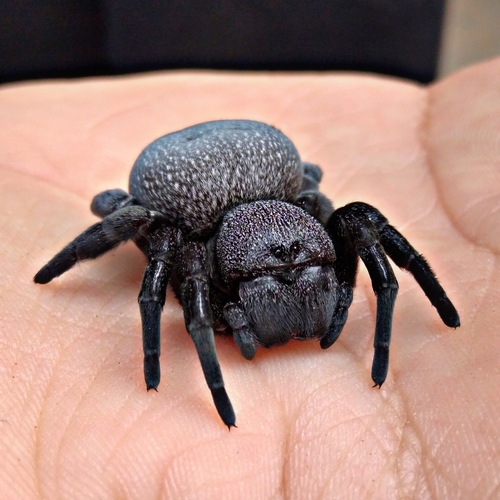 Eresus elhennawyi · iNaturalist Ecuador