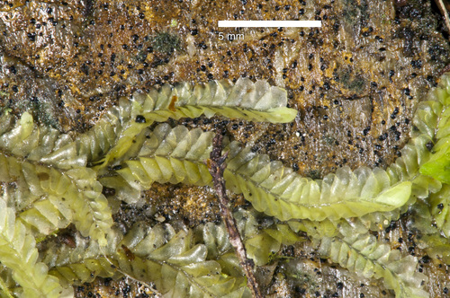 Genus Leptoscyphus · iNaturalist