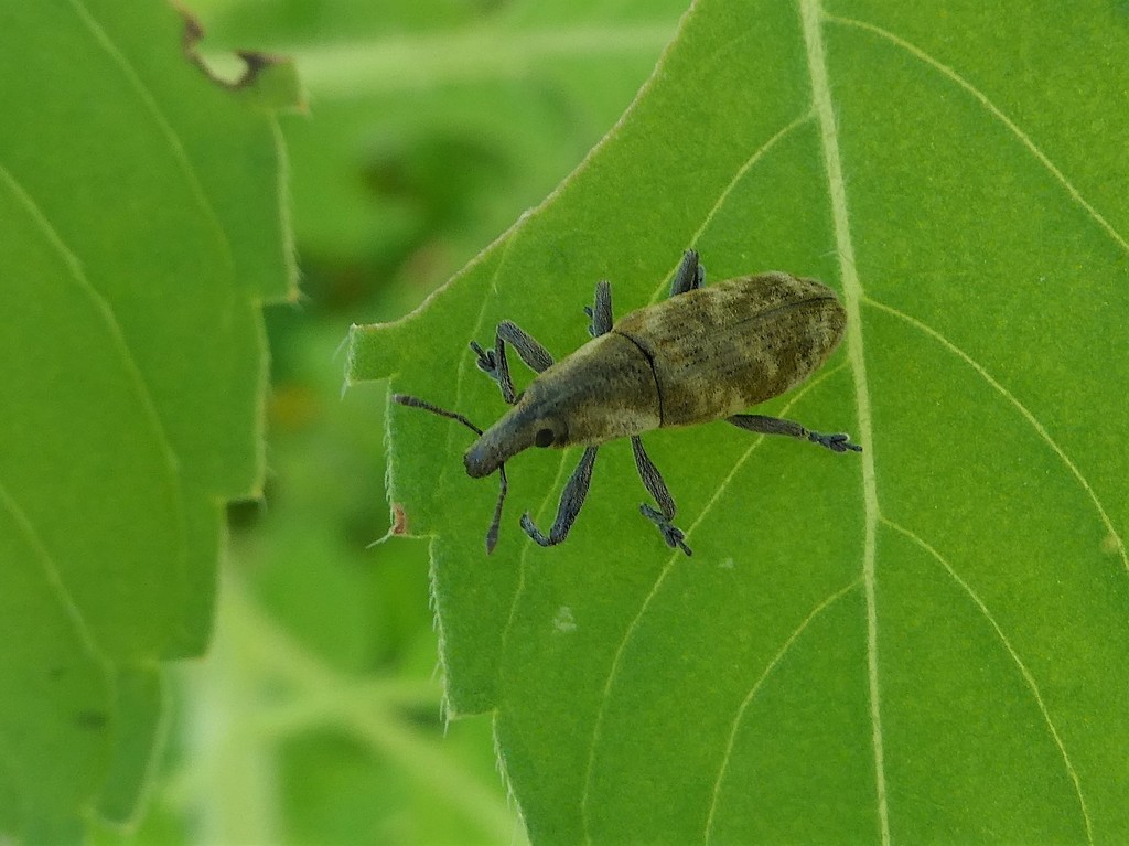 Gasteroclisus immundus from Landsborough QLD 4550, Australia on May 16 ...