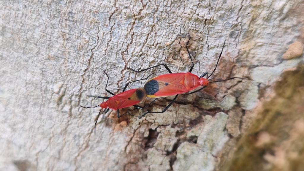 Dindymus sanguineus from Xishuangbanna Dai, CN-YN, CN on May 16, 2022 ...
