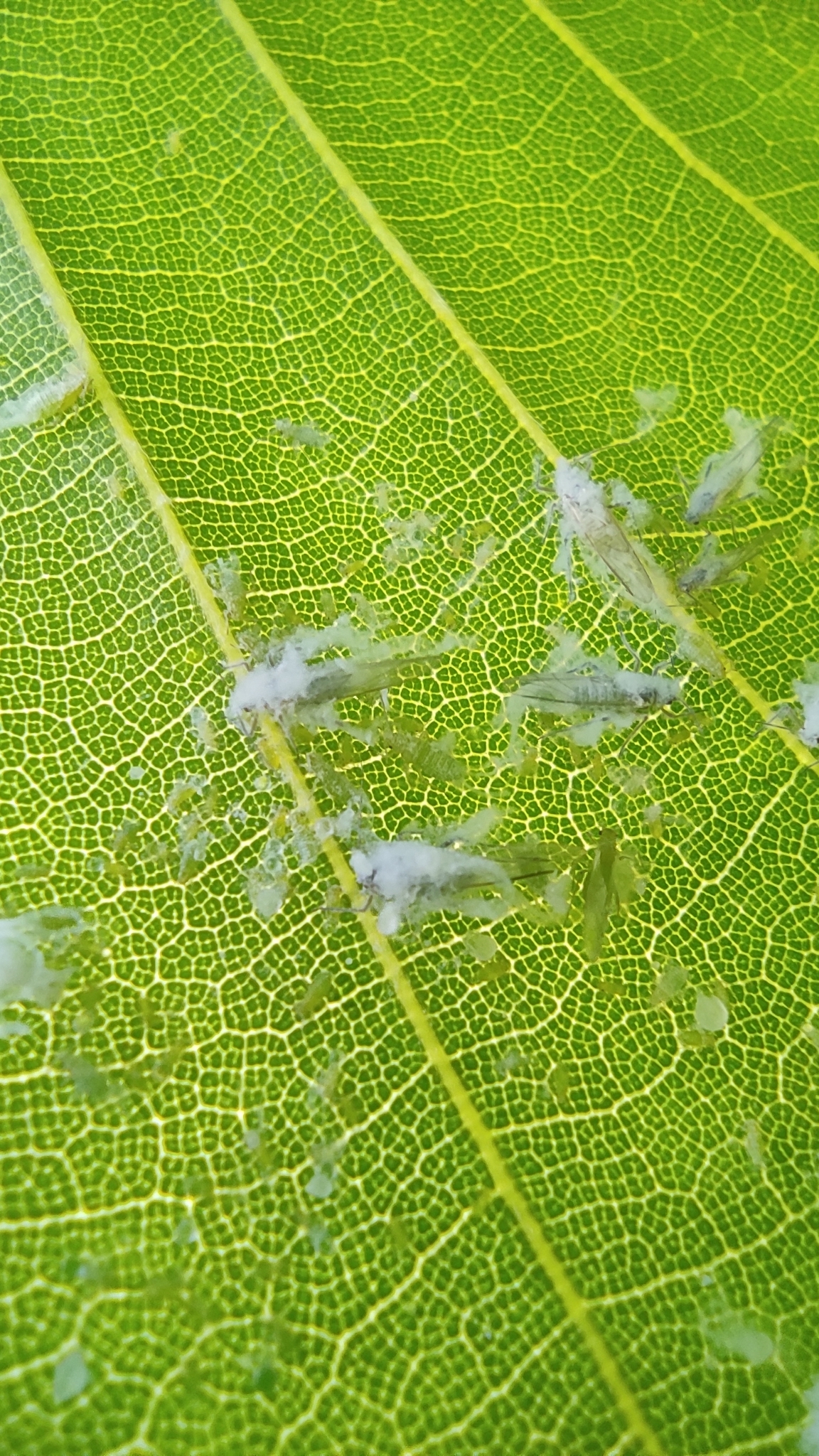 Phyllaphis fagi (Linnaeus, 1761)