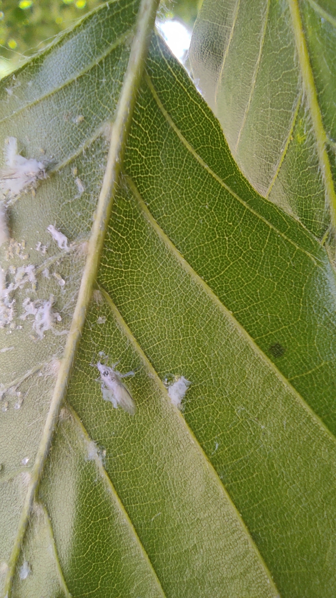 Phyllaphis fagi (Linnaeus, 1761)