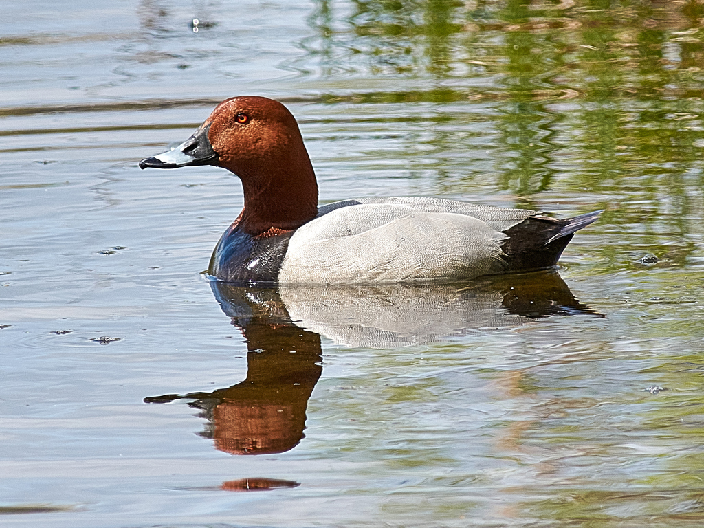 Common Pochard from Zarechye, Kazan, Republic of Tatarstan, Россия on ...