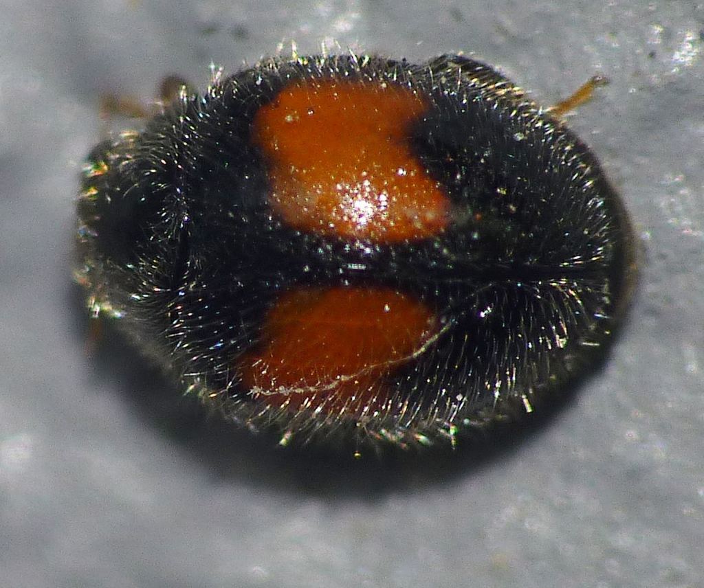 Minute two-spotted ladybird (Ladybirds of SW Australia) · iNaturalist