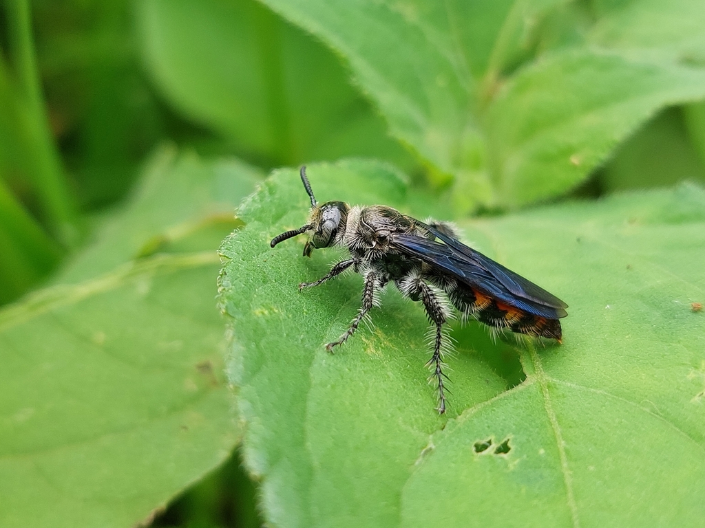 Caribbean scoliid wasp from Provincia de Alajuela, Alajuela, Costa Rica ...