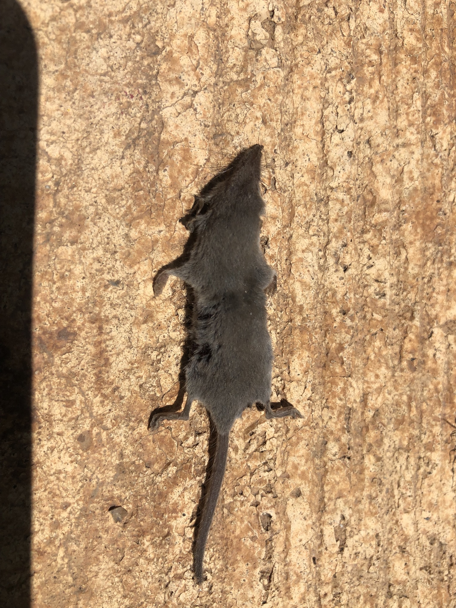 Suncus etruscus (Savi, 1822)